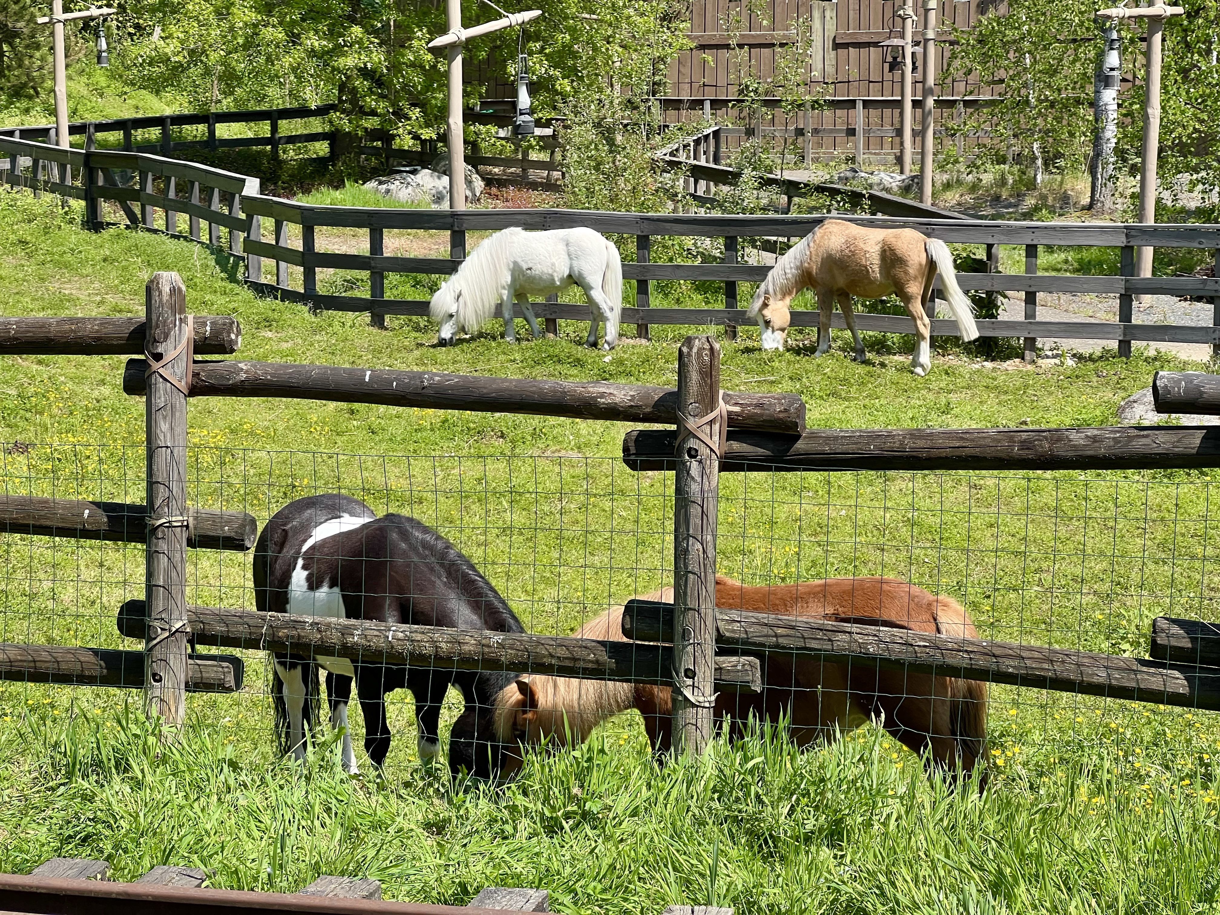Farm Animals Return to Frontierland Station at Disneyland Paris ...